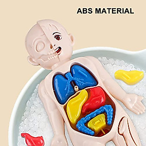 cdar Human Body Model for Kids,Human Torso Anatomy Model with Heart Brain Skeleton Head Model,Education Display 1 Set