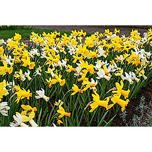 Daffodil Bulbs- Fragrant Mix, Large Bulb Size! 14-16 cm, Perennial, (10)