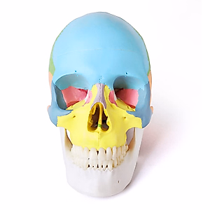 Merinden Painted Human Skull Model, Life Size Replica Medical Anatomy Adult Model with Removable Skull Cap and Articulated Mandible, Full Set of Teeth, 3-Part Didactic Skull Anatomical Model