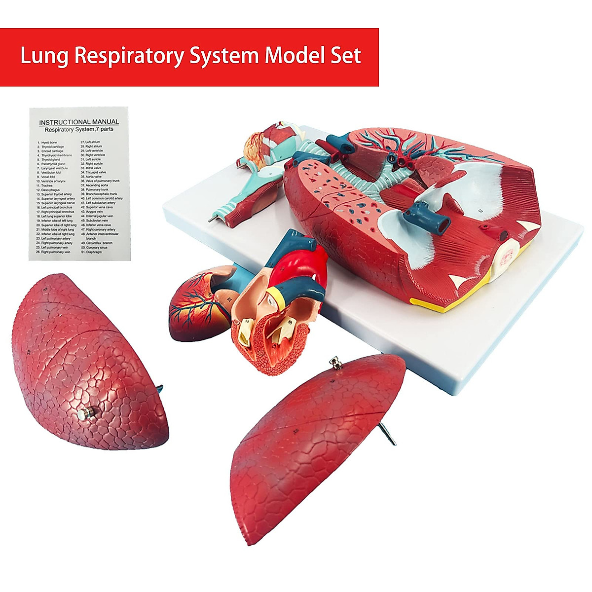 Veipho Human Lung Model, Respiratory System Model with 51 Parts Indication Signs, 7 Removable Parts Life Size Lung Model, Lung Anatomical Model for Study, Includes Heart and Throat & Base and Chart