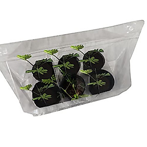 Zombie Plant Greenhouse Grow KIT- (Touch It and It Plays Dead!) Unique Nature Kit- Grow a Fun House Plant That Plays Dead When You Touch It! Comes Back to Life in Minute. Unique Christmas Gift Idea
