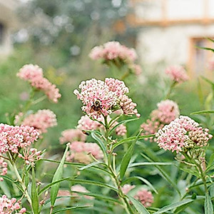 Sereniseed Milkweed Seed Collection (5-Pack)