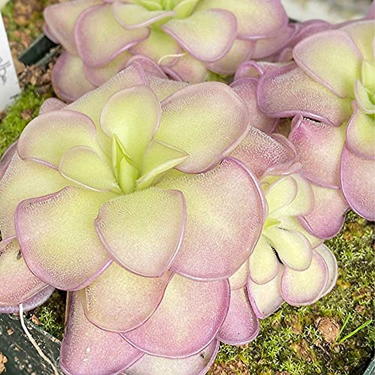 QAUZUY GARDEN 25 Rare Butterwort Plant Seeds Pings Pinguicula, Mexican Butterwort Carnivorous Plant Seeds - Exotic Succulent Plant for Patios Counters Succulent Baskets