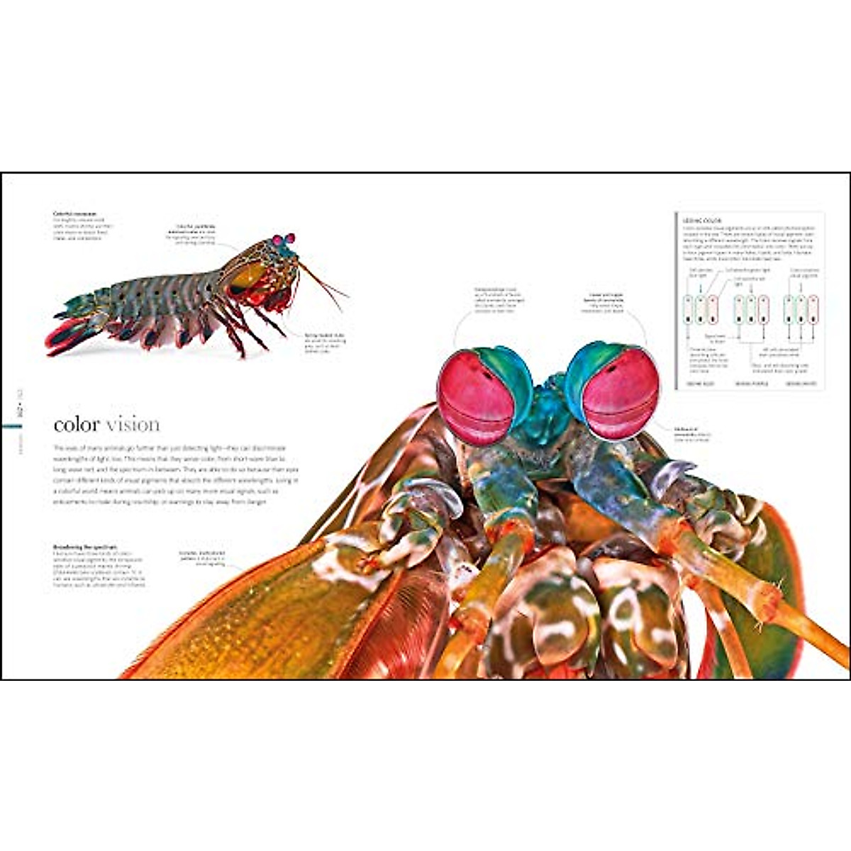 Zoology: Inside the Secret World of Animals (DK Secret World Encyclopedias)