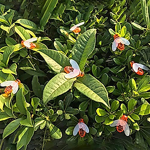 CHENGBEI Waterproof IP65 30 Cute Honeybee LED Lights 8 Modes Fairy Decorative Light for Outdoor Wedding Homes Gardens Patio Party