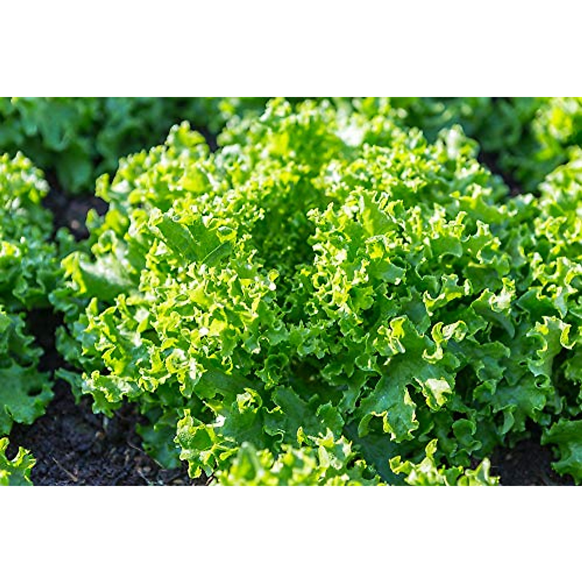 Green Ice Leaf Lettuce Seeds for Planting, 1000+ Heirloom Seeds Per Packet, (Isla's Garden Seeds), Non GMO Seeds, Botanical Name: Lactuca Sativa, Great Home Garden Gift