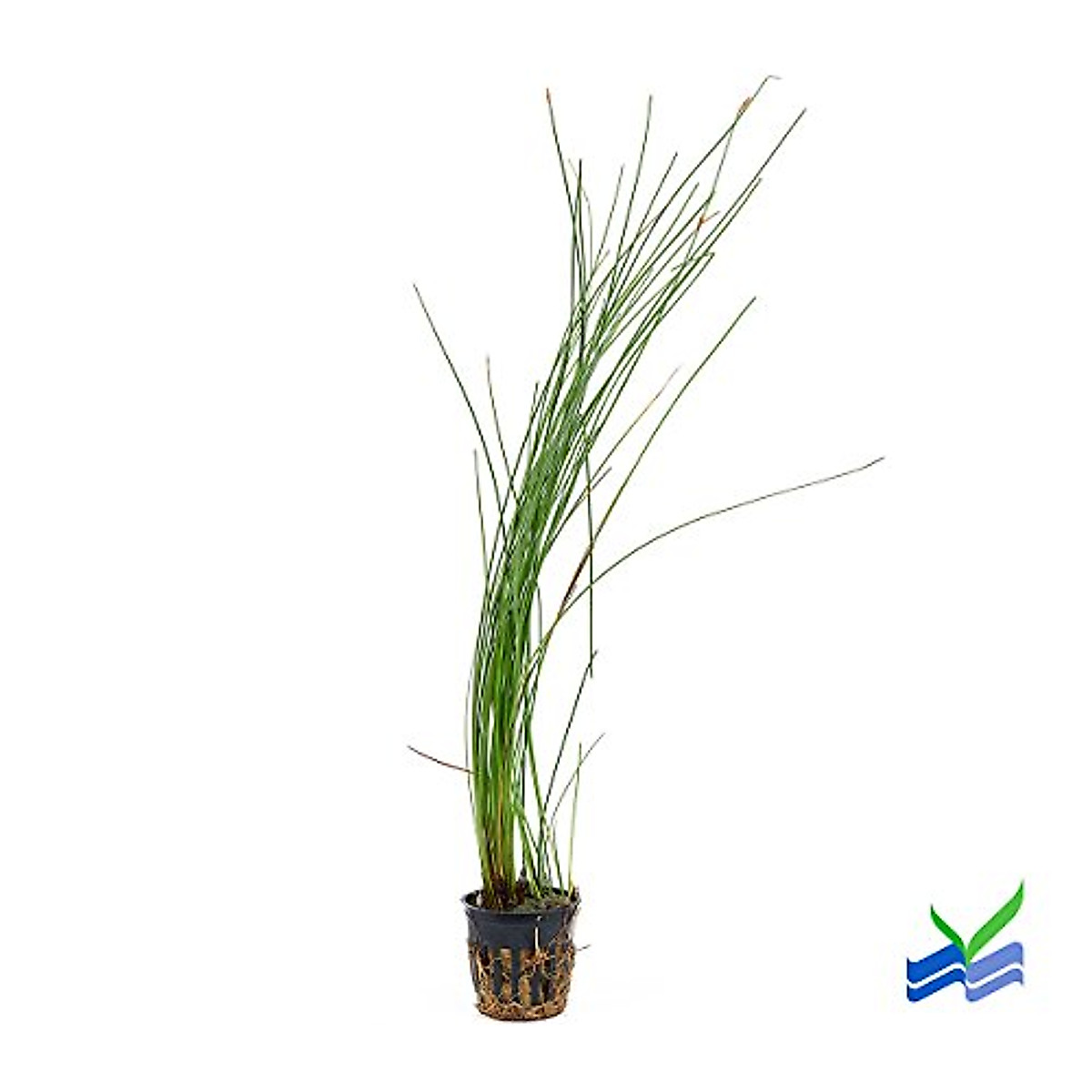 AQUARIUM PLANTS DISCOUNTS Potted Tall Hairgrass by AquaLeaf Aquatics - Easy Aquatic Live Plant