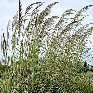 Outsidepride 500 Seeds Perennial Erianthus Ravennae Plume Ornamental Grass Seed for Planting