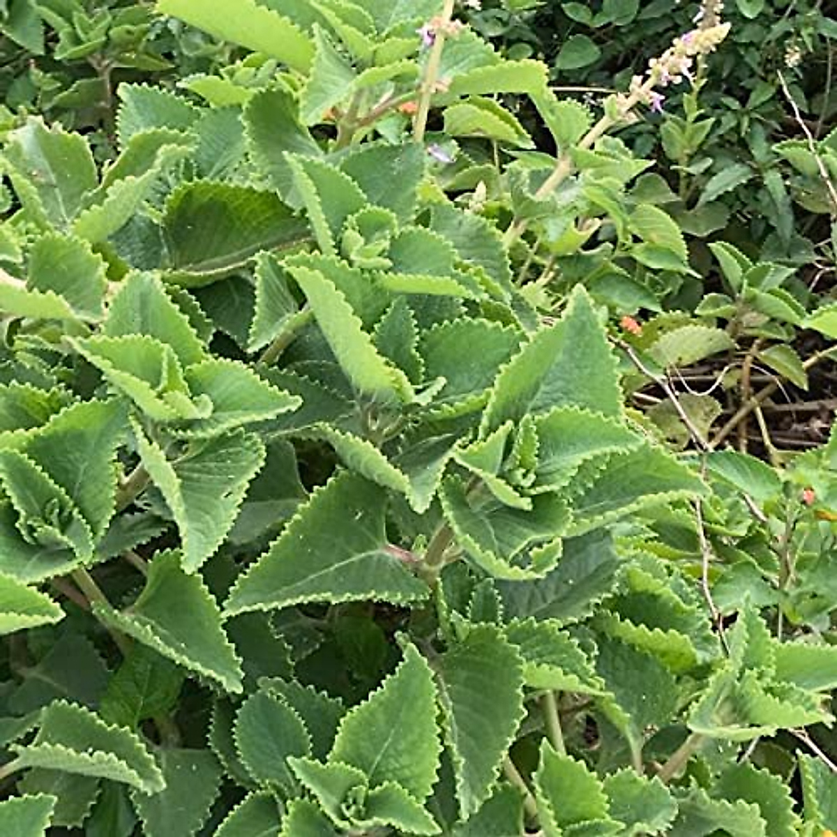 2 Cuban Oregano Live Plants Mexican Mint Spanish Thyme Rooted Vegetable 5 to 7 Inches Planting Ornaments Perennial Garden Ready to Grow Pot