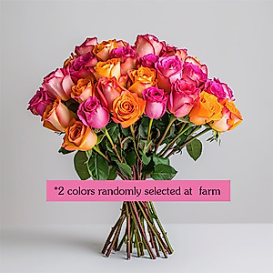 50 Assorted Roses- Two Beautiful Colors- Fresh Cut Flowers (OM)