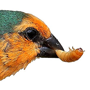 Predator Foods Bulk Live Mealworms - 1000 Count (Small - 0.25")