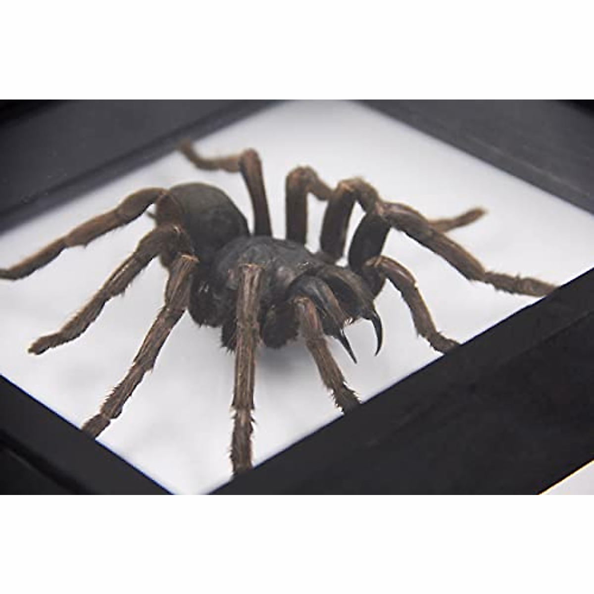 Real Giant Bird Eating Tarantula EURYPEIMA SPINCRUS Spider Taxidermy Transparent Boxed Display (Glass Background Black Frame)