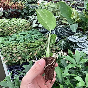 Monstera Thai Constellation Starter Plant