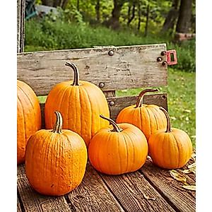 Burpee Connecticut Pumpkin Seeds 50 seeds