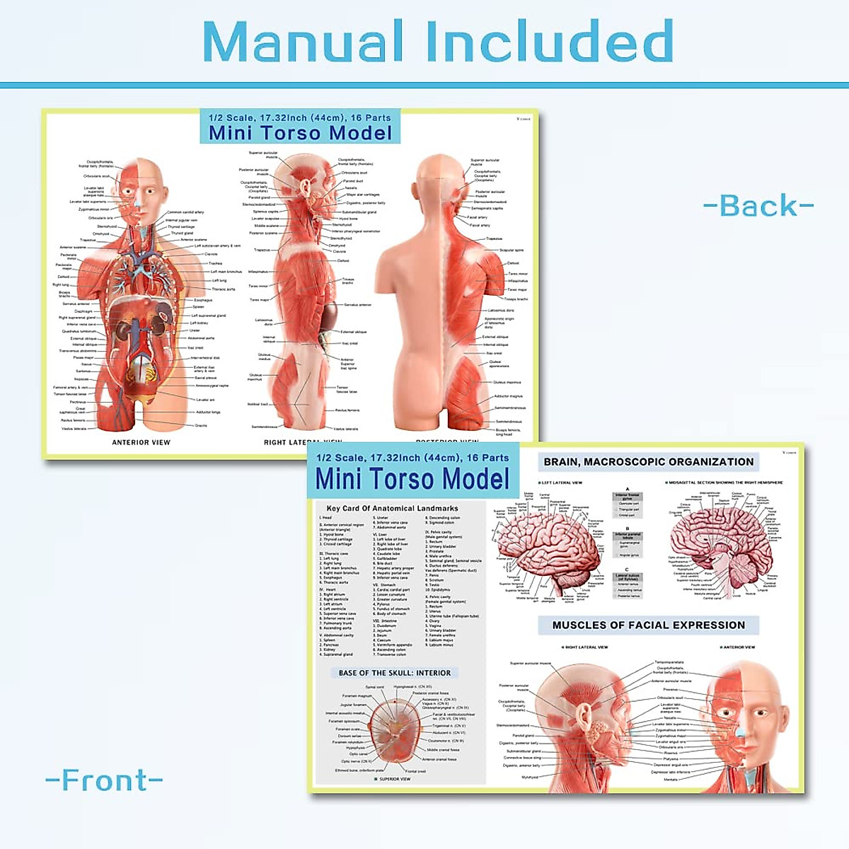 EVOTECH 2025 New Human Body Deluxe Musculature Model, 16 Pcs Removable 17 inch Human Torso Anatomy Model with Heart Head Skull Brain Skeleton Model for Medical Student, Lab & Classroom Use