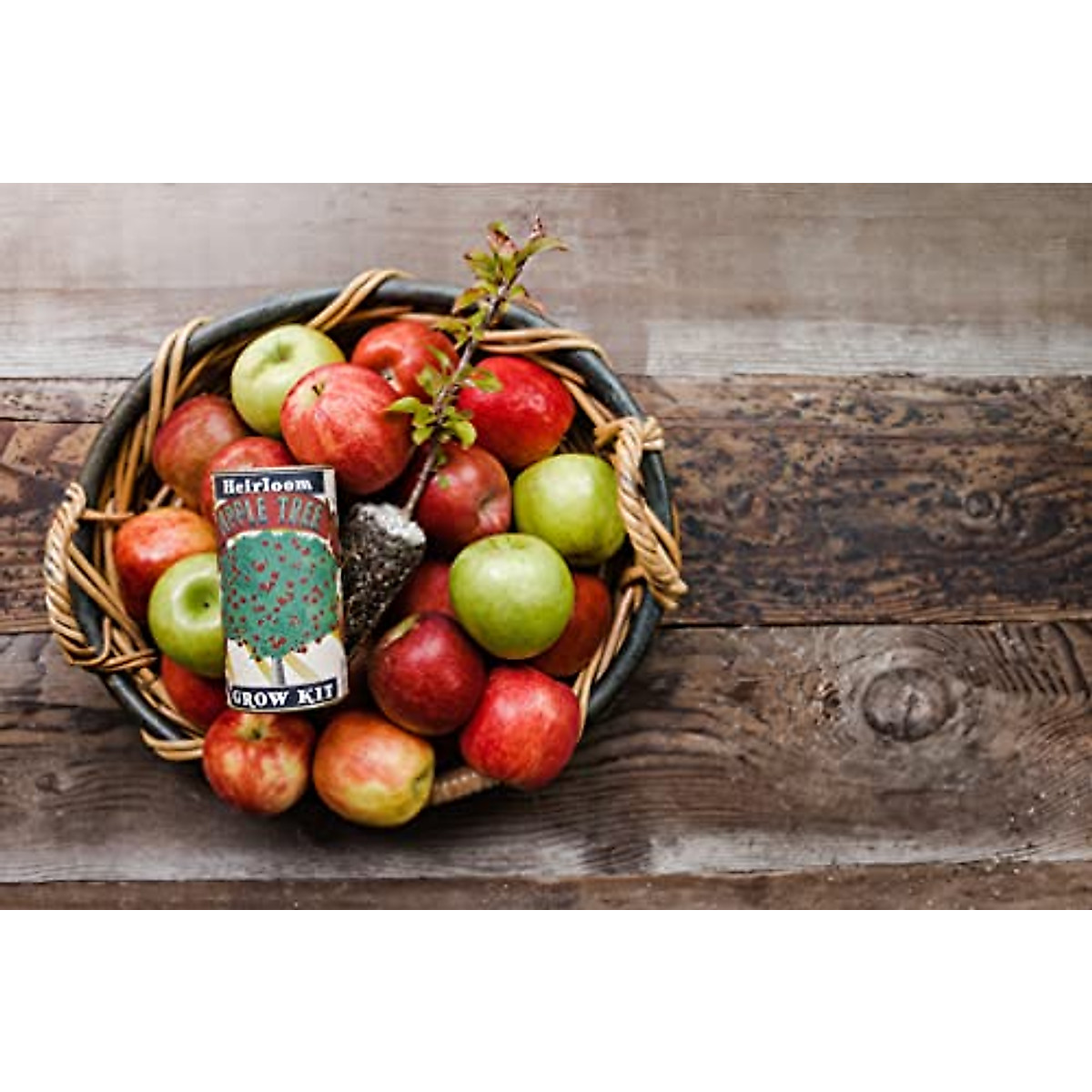 Apple Tree | Seed Grow Kit | The Jonsteen Company