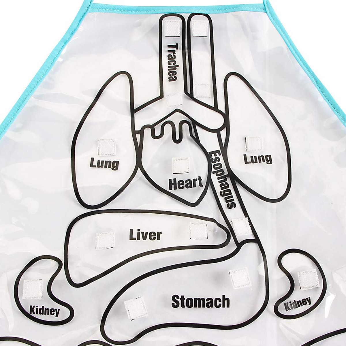 vocheer 3D Organ Apron, Anatomy Apron Human Body Organs Awareness Montessori Educational Tool Toy for Home Preschool Teaching Aid, Transparent…
