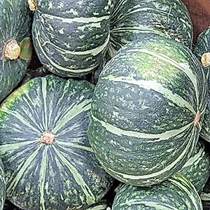Burgess Buttercup Winter Squash, 25 Heirloom Seeds Per Packet, Non GMO Seeds, Botanical Name: Cucurbita Maxima, Isla's Garden Seeds