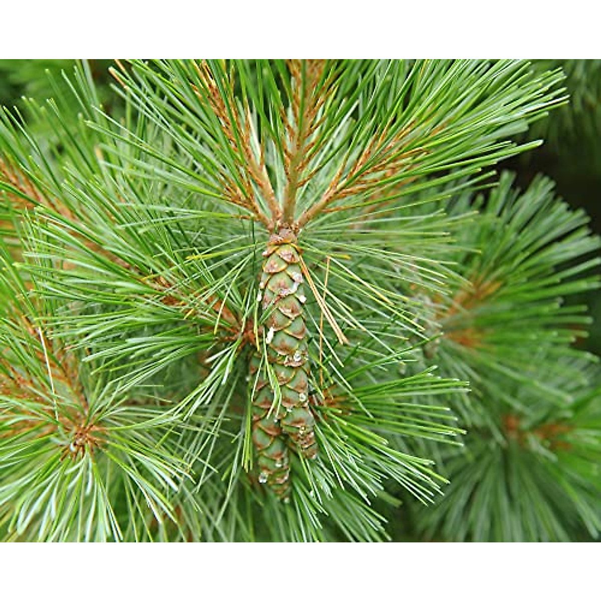 Eastern White Pine Tree Seedlings for Planting - 1-2 Feet Tall Evergreen Tree Seedlings - Grow Beautiful Evergreen Tree Seeds (2 Seedlings)