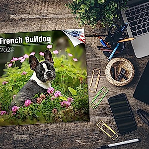 2023 2024 French Bulldog Calendar - Dog Breed Monthly Wall Calendar - 12 x 24 Open - Thick No-Bleed Paper - Giftable - Academic Teacher's Planner Calendar Organizing & Planning - Made in USA
