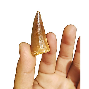 Real Mosasaur Tooth Fossil Dinosaur Tooth Fossil Dinosaur Fang