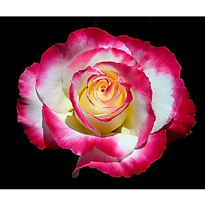 Rose Seeds Double Delight Rose Seed Flower Seeds - 20+ Rose Flower Seeds for Planting