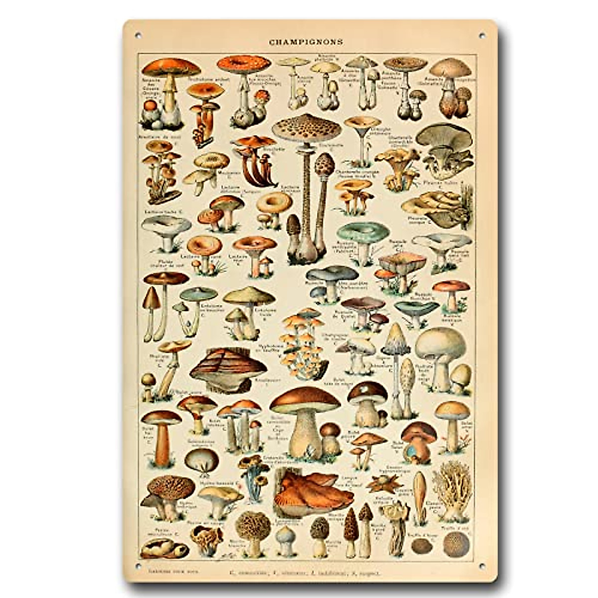 Vintage Mushrooms Metal Sign Different Mushroom Species Identification Reference By Adolphe Millot Antiqued Tin Sign for Bedroom Living Room Classroom 8 x 12 Inch