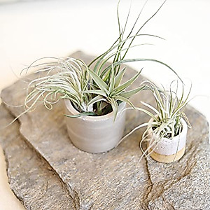 Air Plant Low Light House Plants Box (8PK) Tillandsia Air Plants Live Houseplants Live Indoor Plants Live Succulents Plants Live Terrarium Plants Live, Air Plant Holder Airplant Kit by Plants for Pets