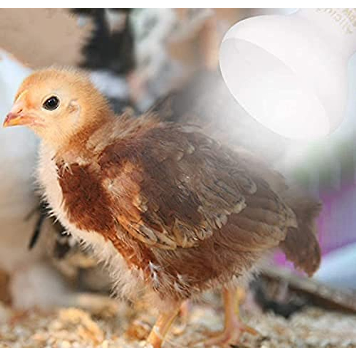 Qixivcom 2-Packs 50W Reptile Heat Lamp Basking Bulb E26/E27 110V UVA Basking Spot Daylight Heat Lamp Glass Heating Lamp Reptile Heater for Bearded Dargon Turtle Aquarium Aquatic Lizard Chicken Coop