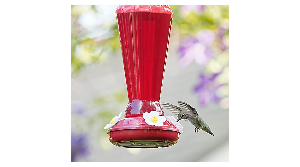 Audubon Park Hummingbird Food Wild Bird Nectar, Hummingbird Food for ...
