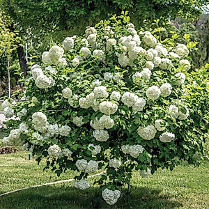 2 Old Fashion Snowball Viburnum Plants Live from 6 to 12 Inc Height 4 Inc Pot, Japanese Viburnum Shrub to Grow