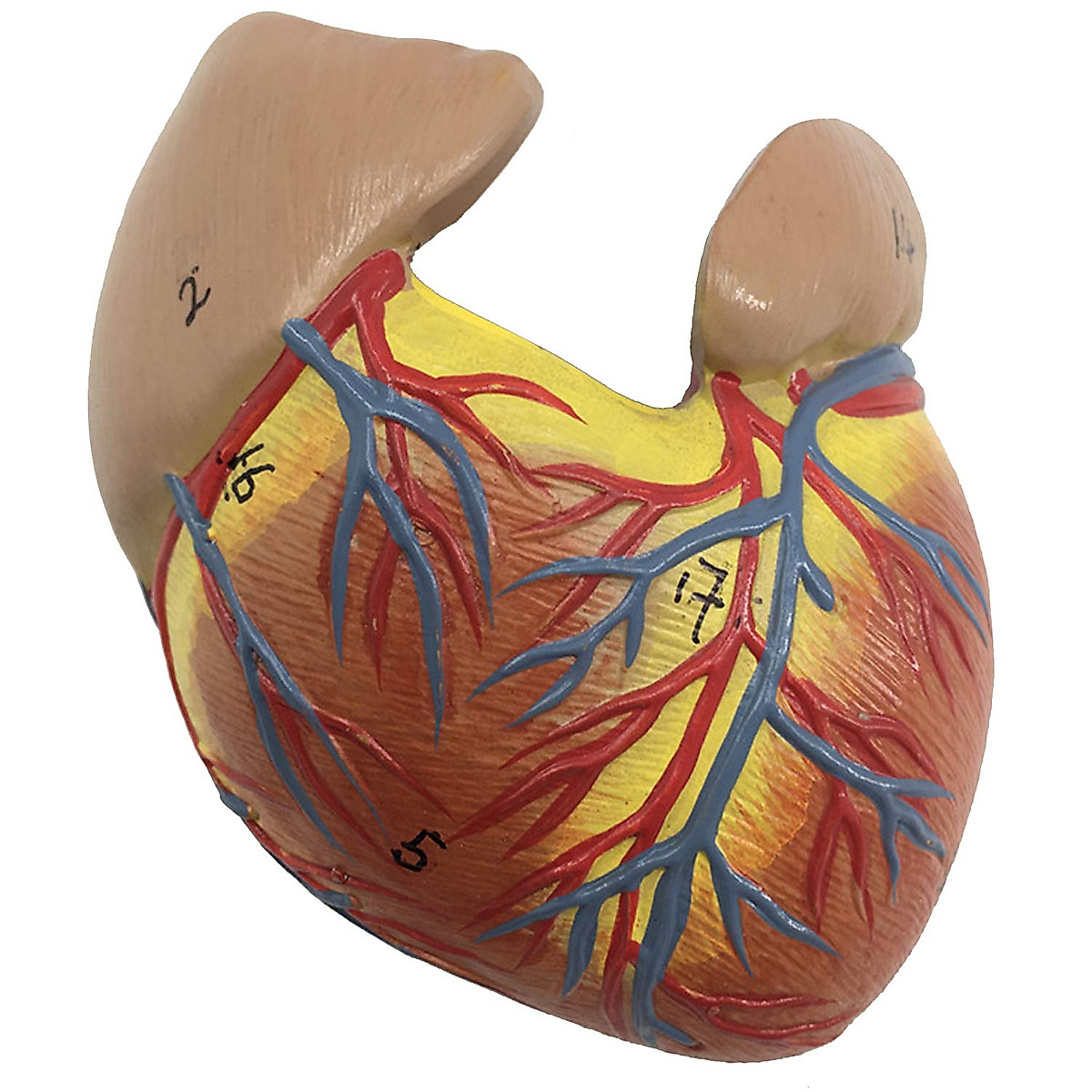Human Heart Model 1:1 Life Sized 2 Part Numbered Anatomical Heart Illustrates 34 Internal Structures Held with Magnets on Base and Labeled Diagram Included
