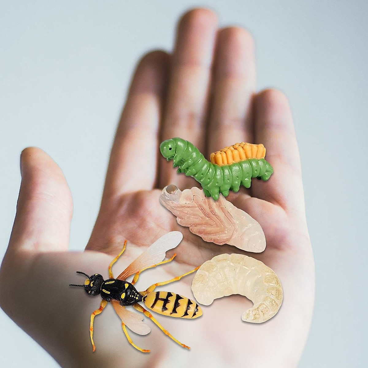Colcolo 4Pieces Wasp Life Cycle Toy Figures Educational Children's Preschool Props