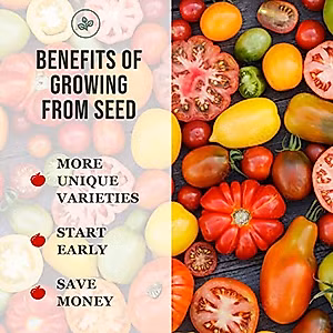 Sow Right Seeds - Armenian Pale Green Cucumber Seeds for Planting - Non-GMO Heirloom Seeds with Instructions to Plant and Grow a Home Vegetable Garden, Great Gardening Gift (1)