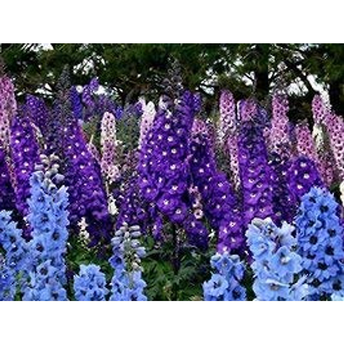 Larkspur Rocket Mix Colors Blend Flower Seeds, 250+ Flower Seeds Per Packet, (Isla's Garden Seeds), Non GMO & Heirloom Seeds, Botanical Name: Delphinium ajacis, Great Home Garden Gift