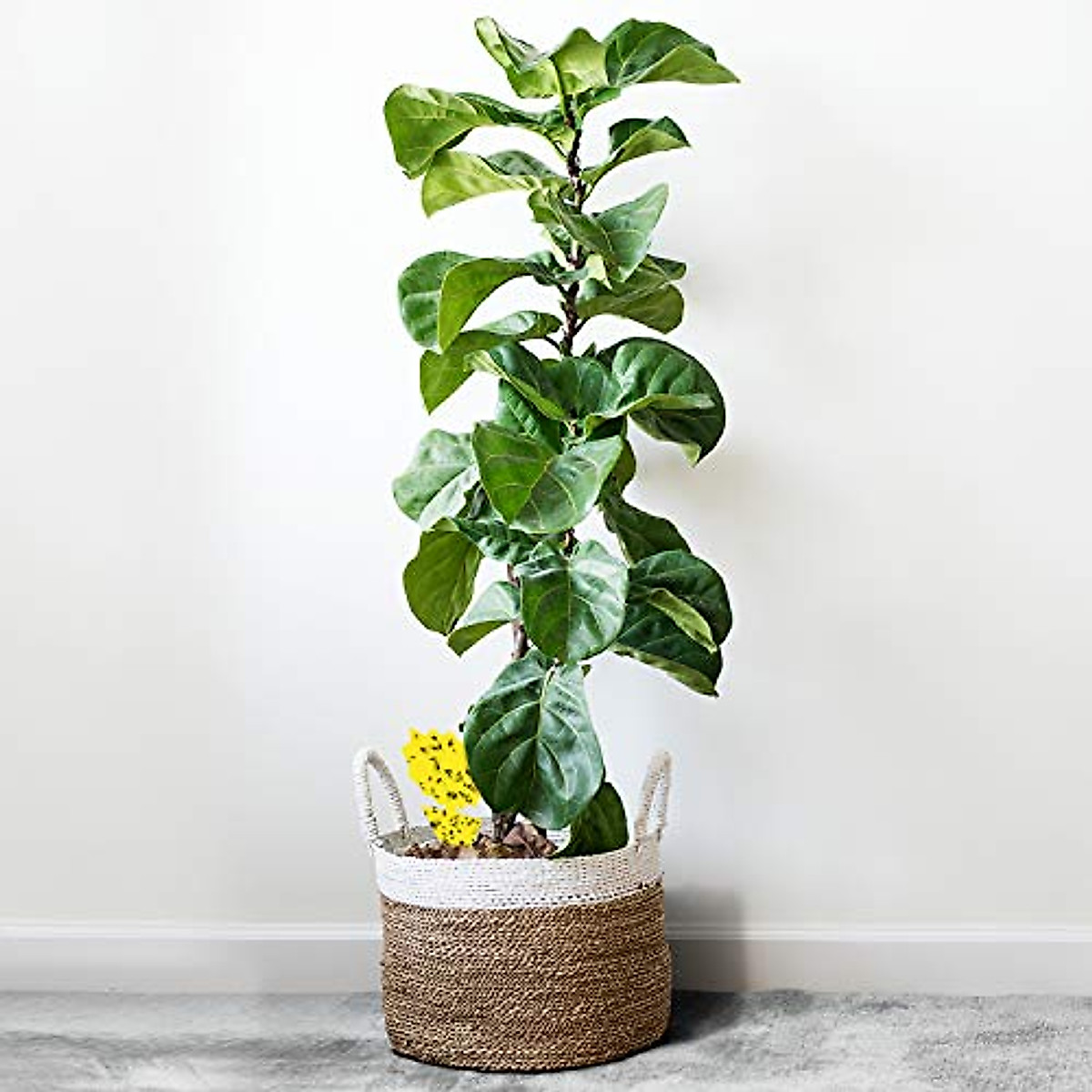 15 pcs Gnat Traps for House Indoor, Fungus Gnat Sticky Traps for Plants, Sticky Traps for Gnats - Plant Sticky Traps for Bugs, Sticky Fly Traps for Plants Trap Fungus Gnat, Fruit Fly and Other Insects