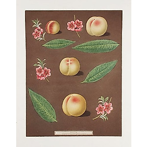 [Peach] Red Nutmeg, Hemskirk Peach