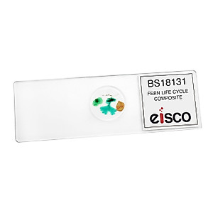Fern Life Cycle Composite - Prepared Microscope Slide - 75 x 25mm - Biology & Microscopy - Eisco Labs