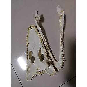 Farming method, real crocodile skull specimen, Feng Shui ornaments, real crocodile, home improvement, office furniture, office decoration
