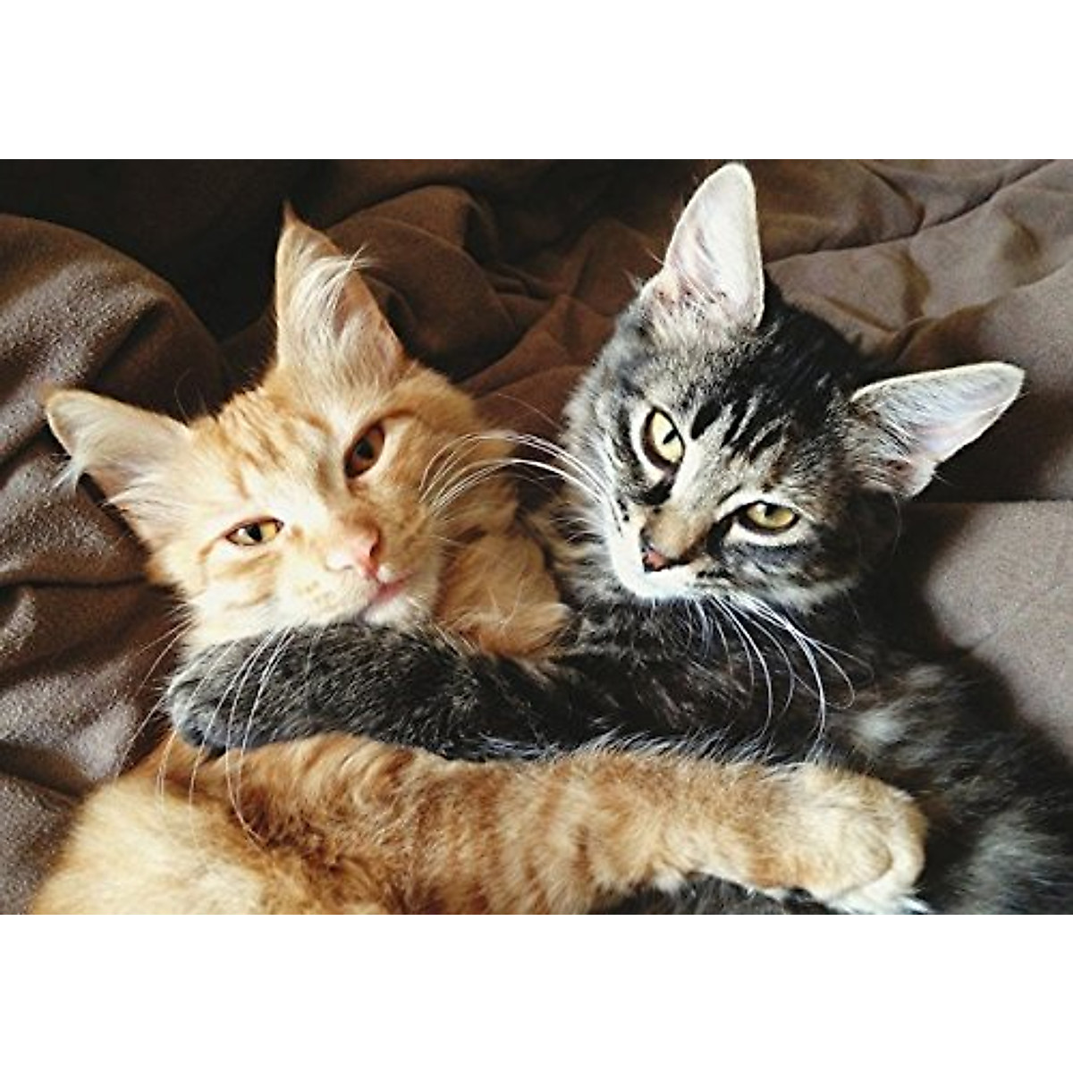 cat Immune Supplement - CAT Hip and Joint Health - Advanced Support CAT Formula - Healthy Chewy Treat - Calcium Supplement for Cats - 2 Bottle (240 Chews)