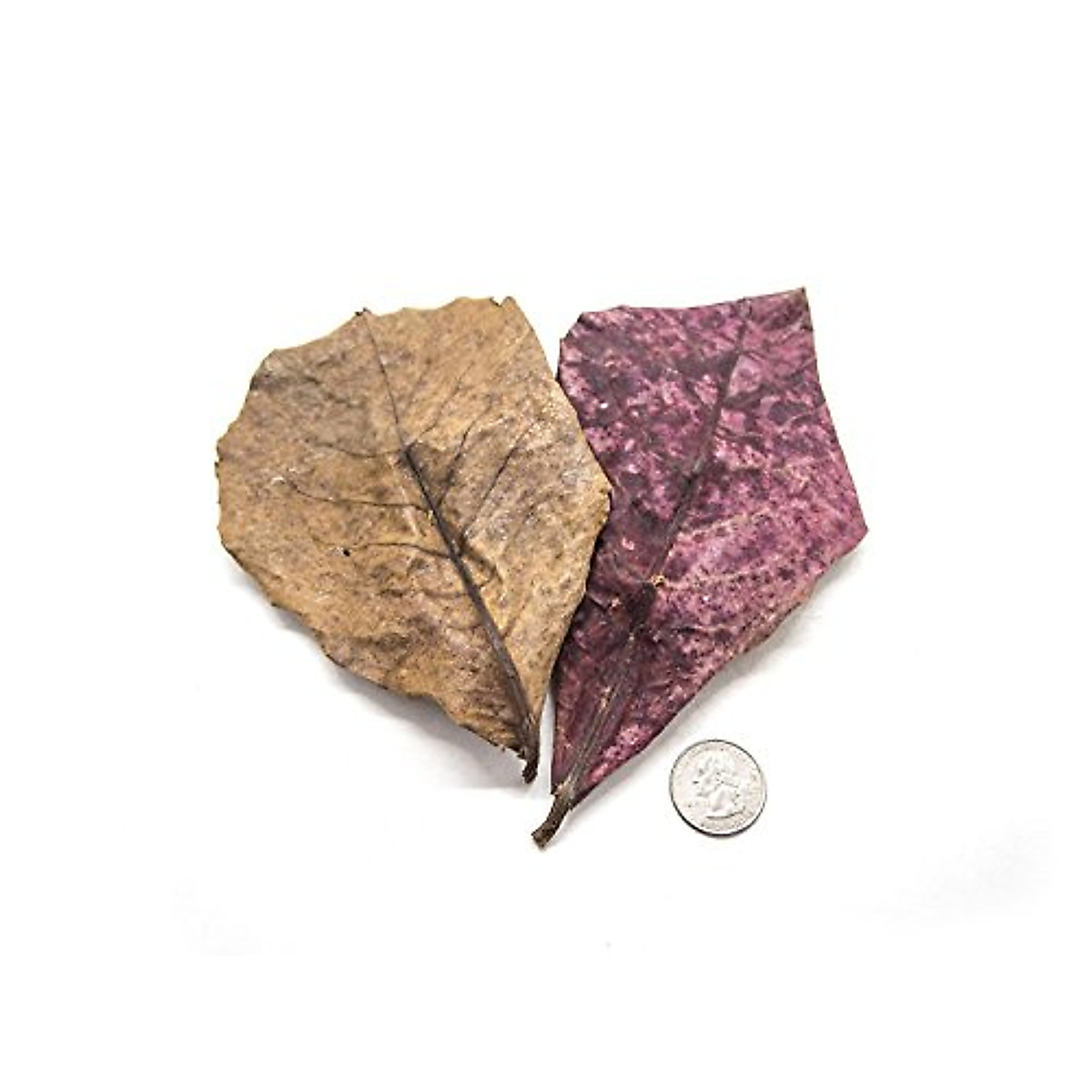 Aquatic Arts 10 Giant Catappa Indian Almond Leaves (4.5-6+ inches) - Dried/Prepared for Aquarium Use - for Live Freshwater Shrimp, Snails, Fish (Betta, Otocinclus) Tank Health