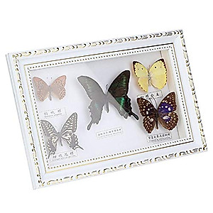 xianshi Butterflies Specimen, Home Ornament 7.7 * 11.6 * 1.6 in 5pcs Butterflies Real Butterflies Specimens Home Decor Specimen, Birthday Gift for Friends Colleagues(White Box)