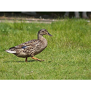 Opteka 420-800mm f/8.3 HD Telephoto Zoom Lens with UV Filter and 54" Tripod for Olympus EVOLT E-5, E-520, E-510, E-500, E-450, E-420, E-410, E-400, E-330 and E-300 Digital SLR Cameras