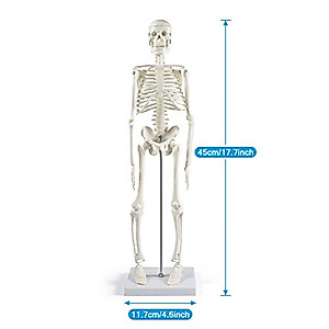 breesky Human Skeleton Model for Anatomy,17”Mini Human Skeleton Model with Movable Arms and Legs,Scientific Model for Study Basic Details of Human Skeletal System…