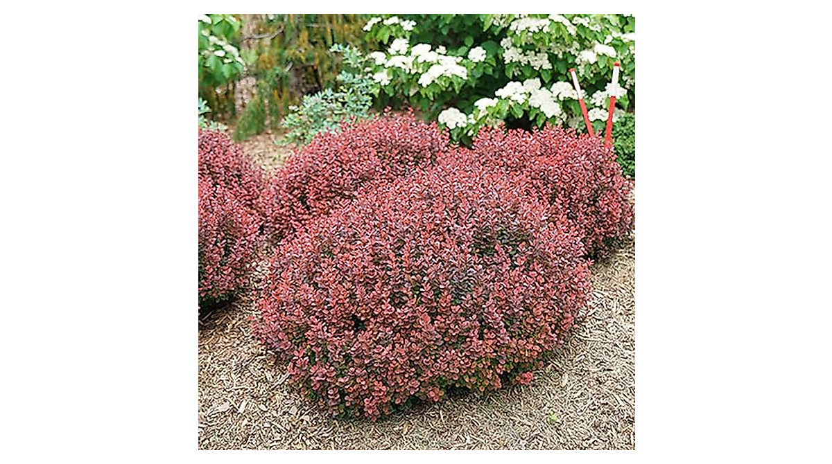 Sunjoy Mini Maroon Barberry: Deep Purple, Care-Free Shrub