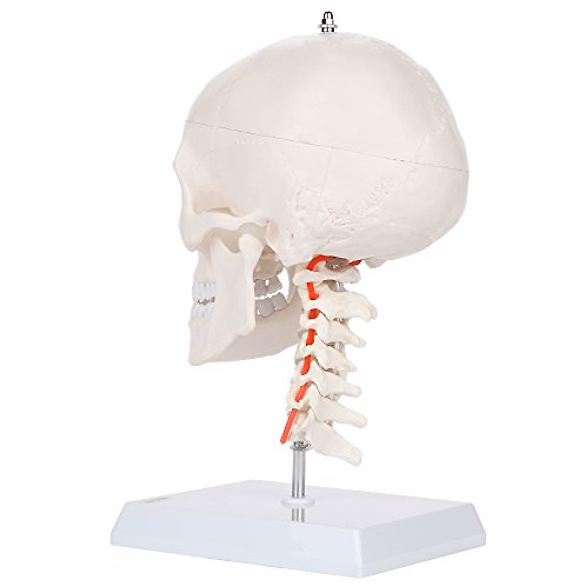 Axis Scientific 3-Part Human Skull Model with Flexible Neck | Life Size Plastic Skull on a Flexible Cervical Spine Molded from a Real Human Skull