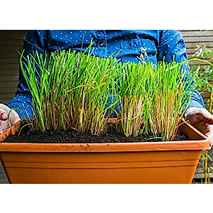 1000+ Lemongrass Seeds for Planting - Perennial Plant Outdoor Indoor Home