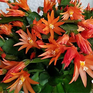 Live Orange Easter Cactus 4 to 6 Inc Tall Rooted Plant Spring Cactus Planting Ornaments Perennial Garden Simple to Grow Pot Gifts