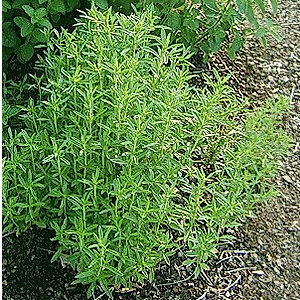 Savory Summer Great Garden Herb by Seed Kingdom Bulk 50,000 Seeds