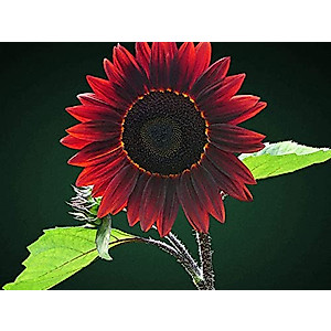 100+ Chocolate Sunflower Seeds for Planting - Attractive and Easy to Grow - Made in USA